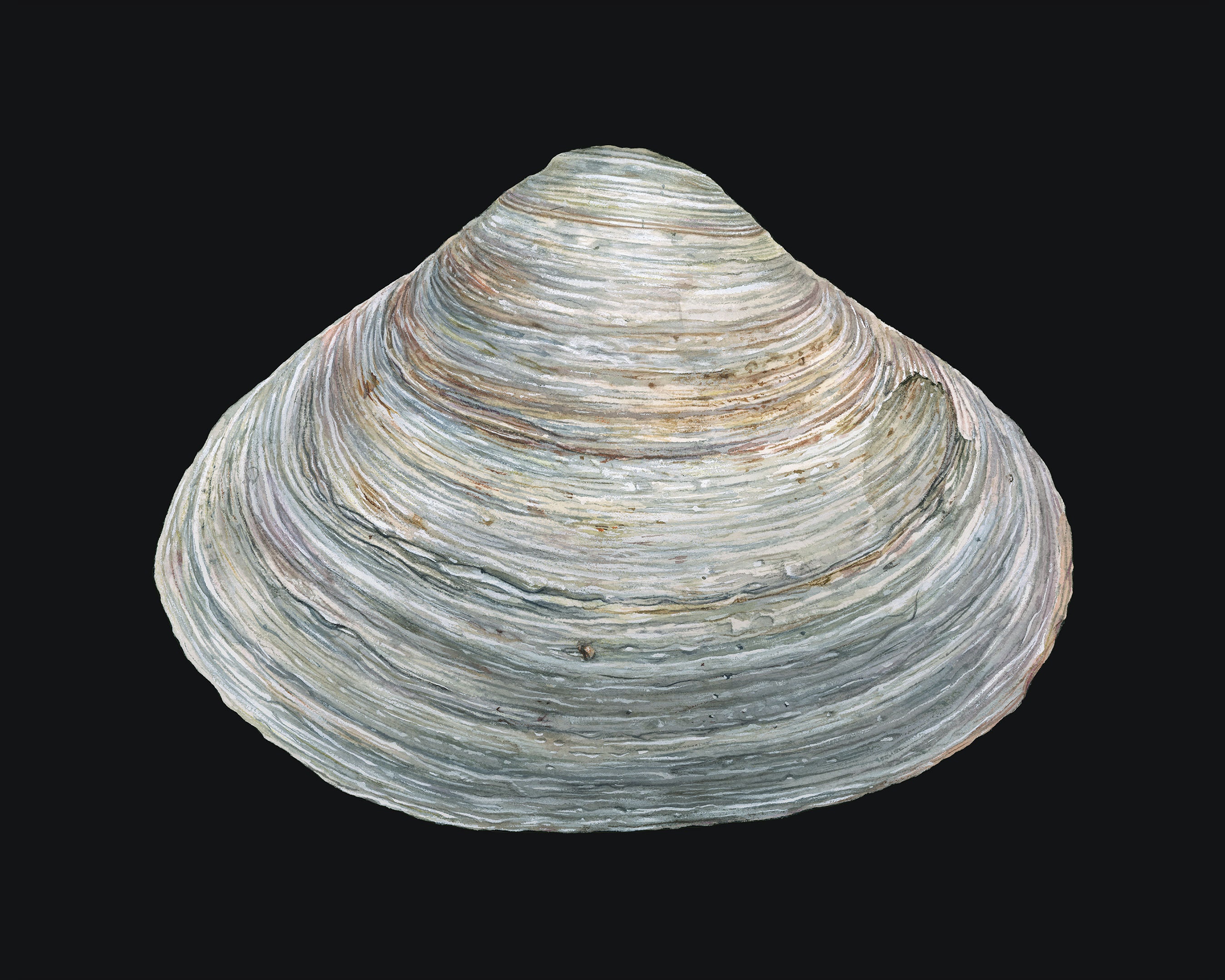 Clam Shell on Black Watercolor Art Print - Etsy