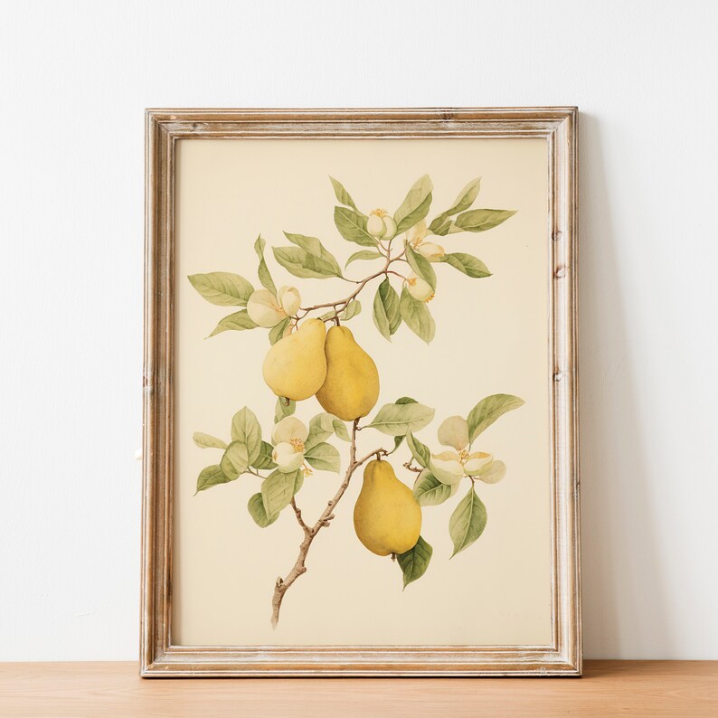 Pears Botanical Drawing, Vintage Fruit Illustration, Wall Art Decor ...