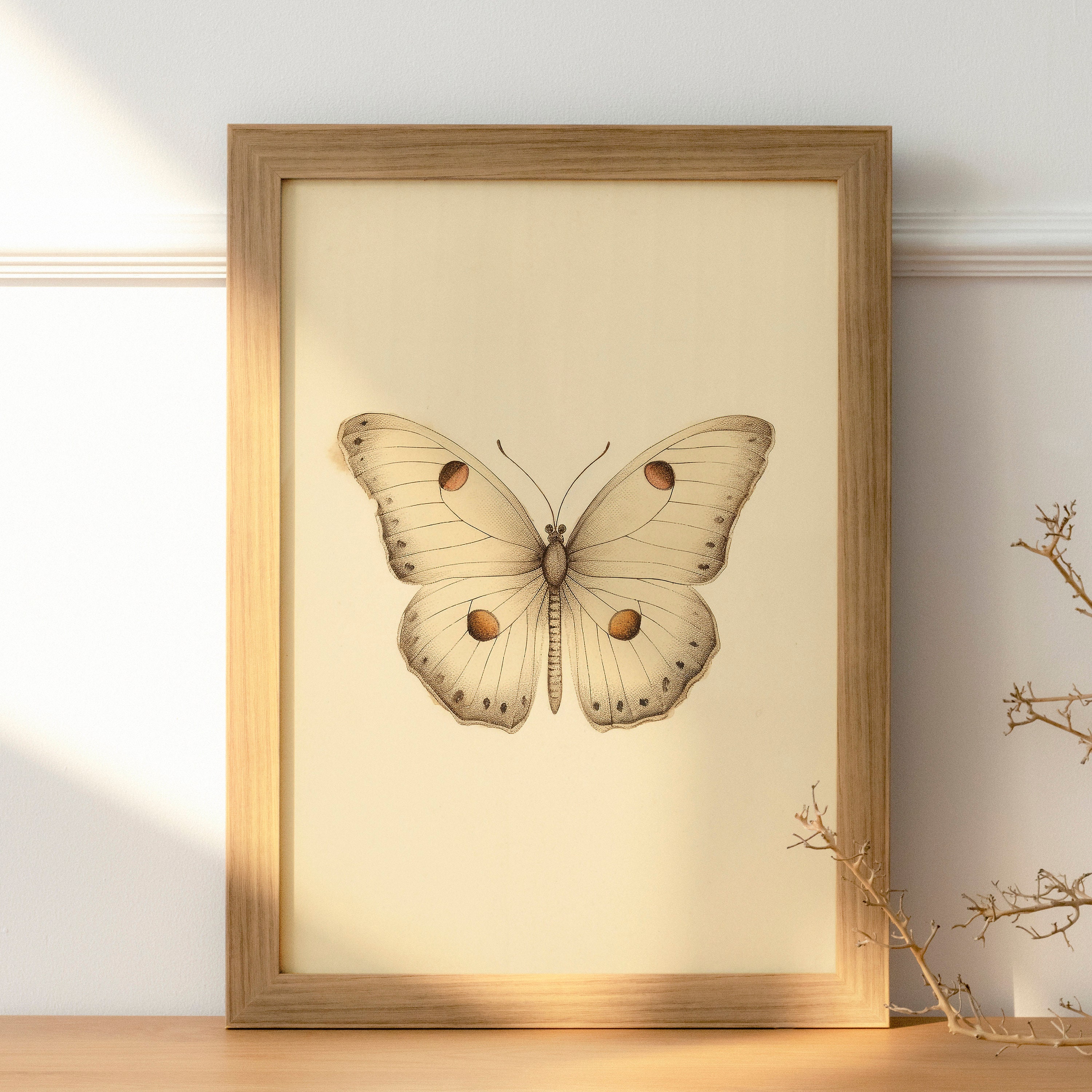 Vintage Butterfly Sketch, Vintage Nature Drawing, Antique Butterfly Art ...