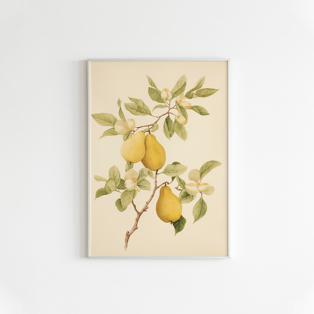 Pears Botanical Drawing, Vintage Fruit Illustration, Wall Art Decor ...