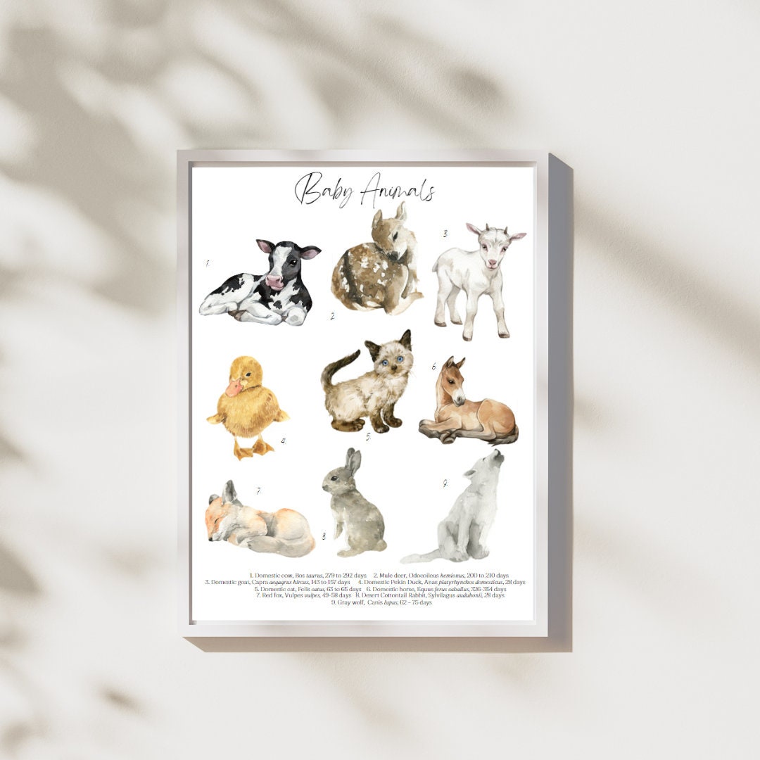 Baby Animals Zoological Watercolor Poster With Names, Scientific Names ...
