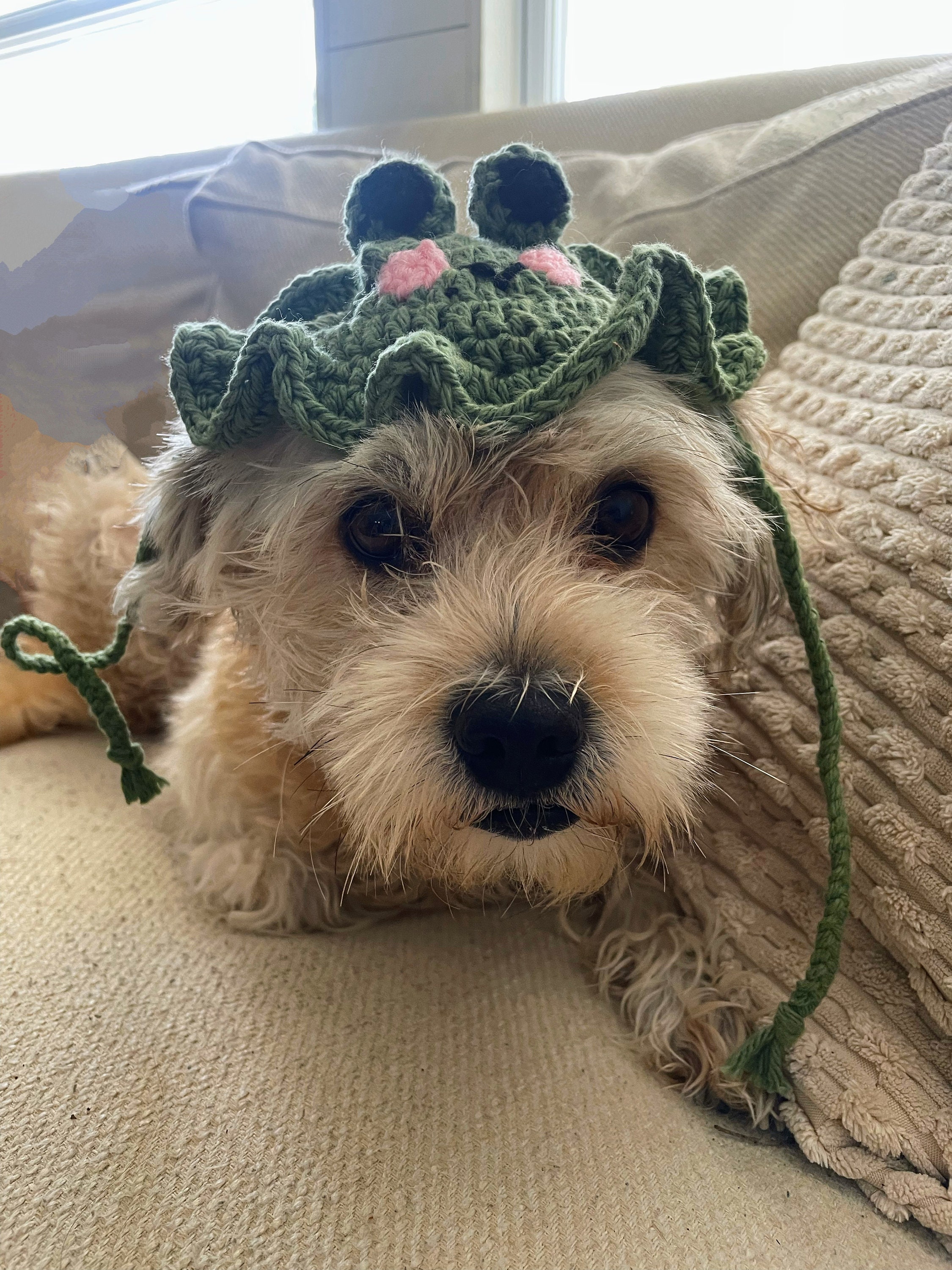 Crochet Mini Frog Bucket Hat Pattern, Dog Cat Bunny, Crochet Mini ...