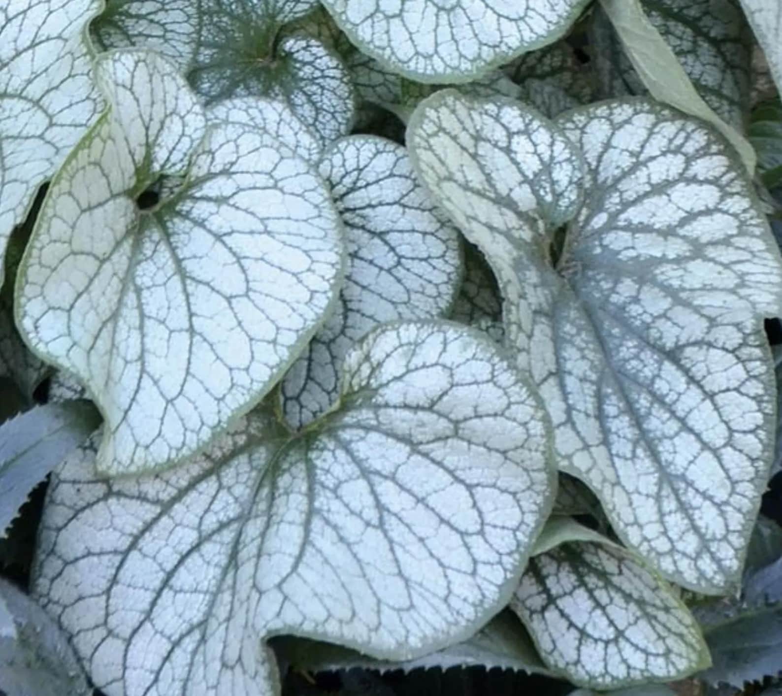 Brunnera Alexander's Great (2 Plants) - Etsy