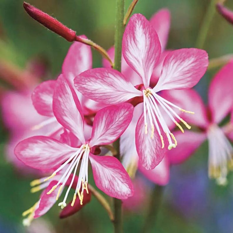 Gaura "whirling Butterflies" or 'rosey Jane" or Crimson Butterfly ...