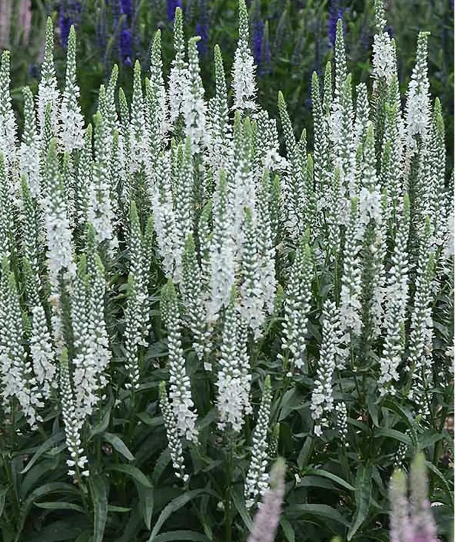 Veronica Spicata 'snow Candles ' (spike Speedwell) - 3 Plants - Etsy