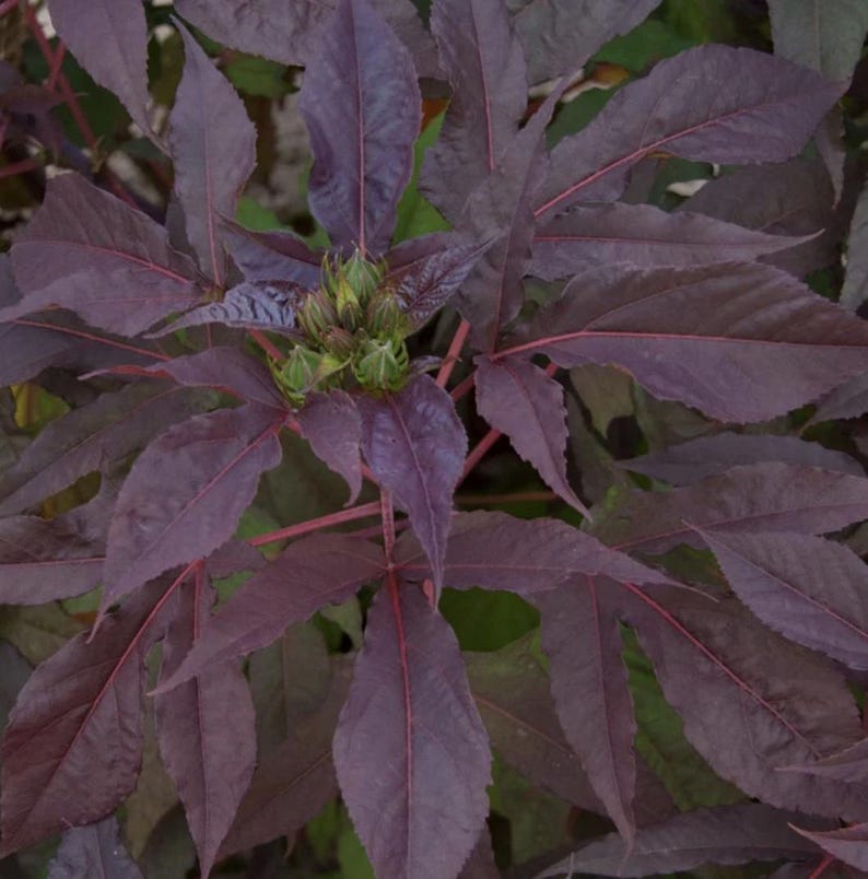 HIBISCUS 'midnight Marvel' (2 Plants) - Etsy