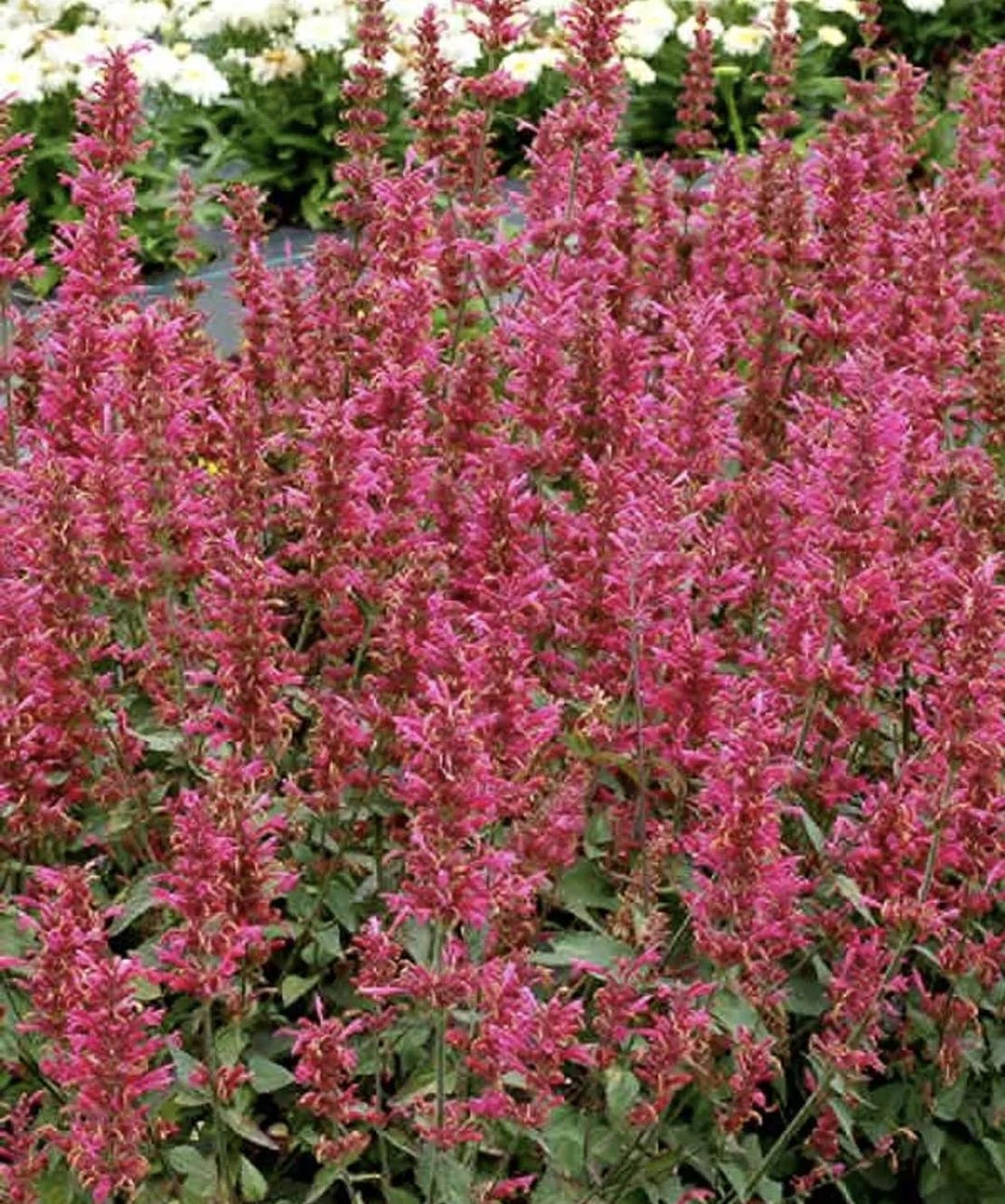 AGASTACHE 'morello' (3 Plants) - Etsy