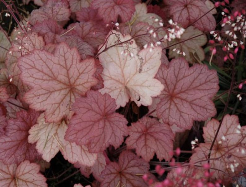 HEUCHERA 'georgia Peach' (2 Plants) - Etsy