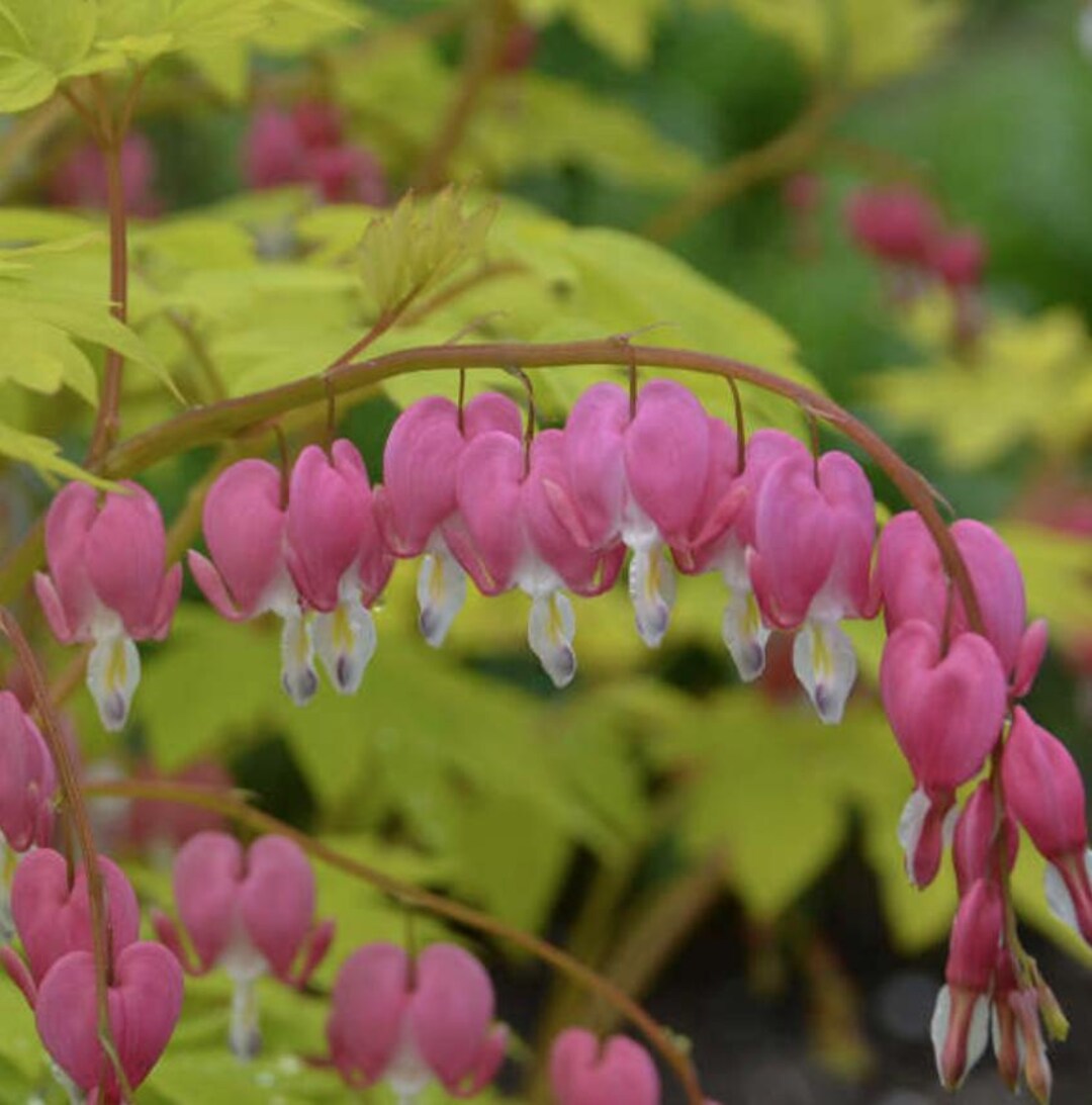 Dicentra Spectabilis 'gold Heart' Bleeding Heart (2 Plants) - Etsy