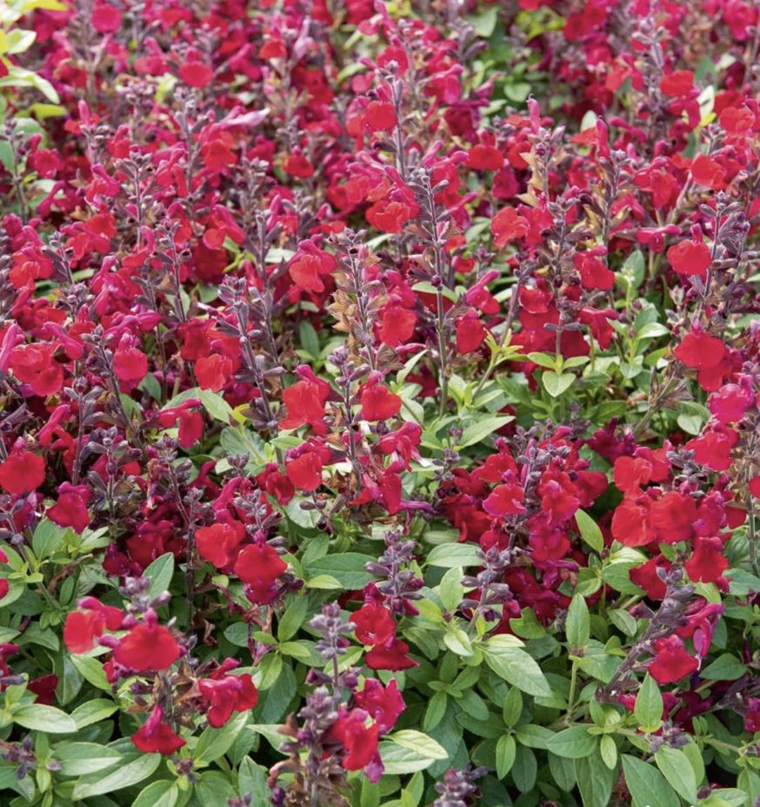 Salvia Greggii Mirage™ Cherry Red (3 Plants) - Etsy