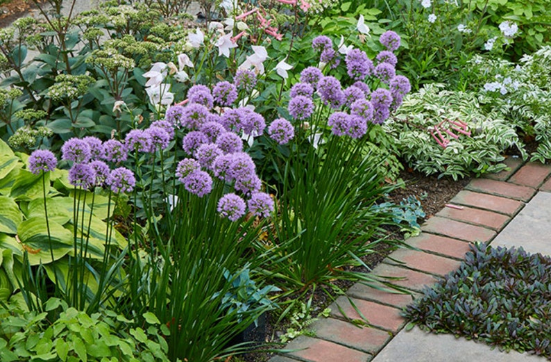 ALLIUM 'millenium' (6 Plants) - Etsy