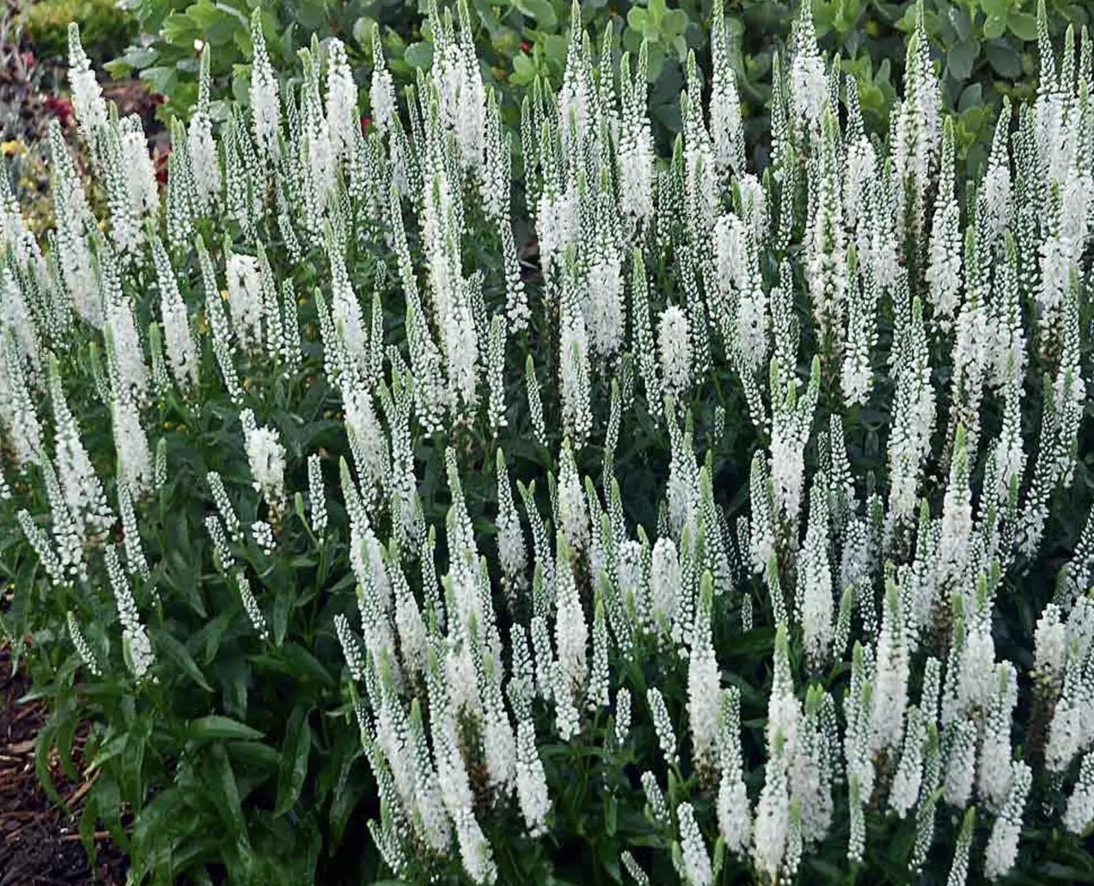 Veronica Spicata 'snow Candles ' (spike Speedwell) - 3 Plants - Etsy