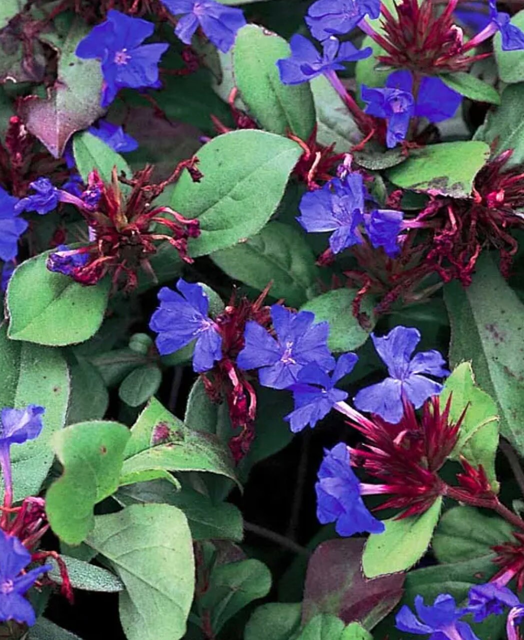 Leadwort Groundcover Plants: Ceratostigma Plumbaginoides, Late Summer ...