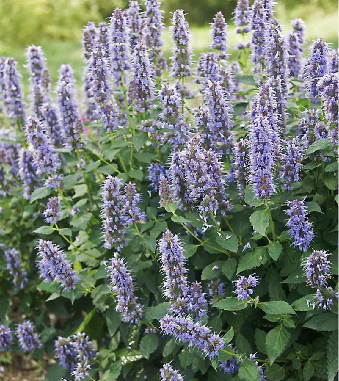 AGASTACHE 'blue Fortune' (3 Plants) - Etsy