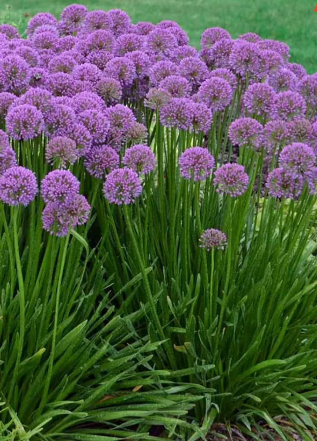 ALLIUM 'millenium' (3 Plants) - Etsy