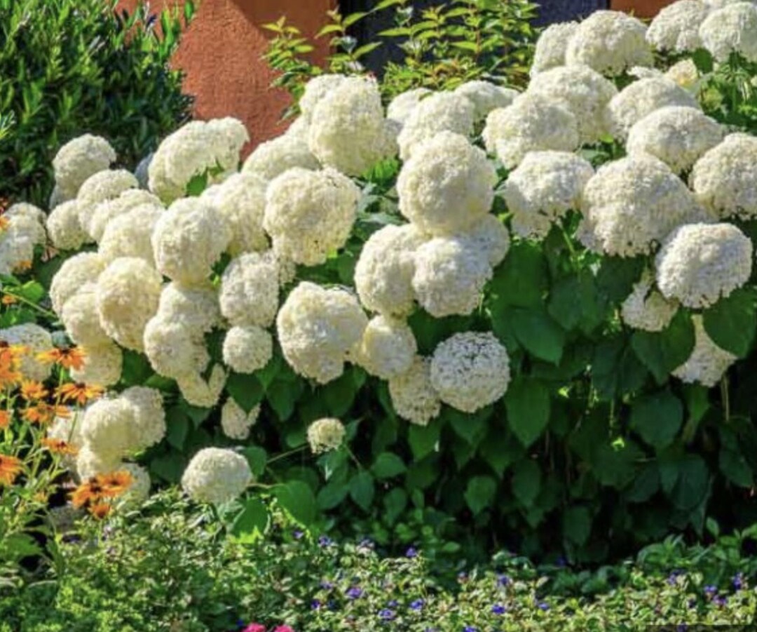 HYDRANGEA Arborescens 'annabelle'- Beautiful, Pollinator Friendly North ...