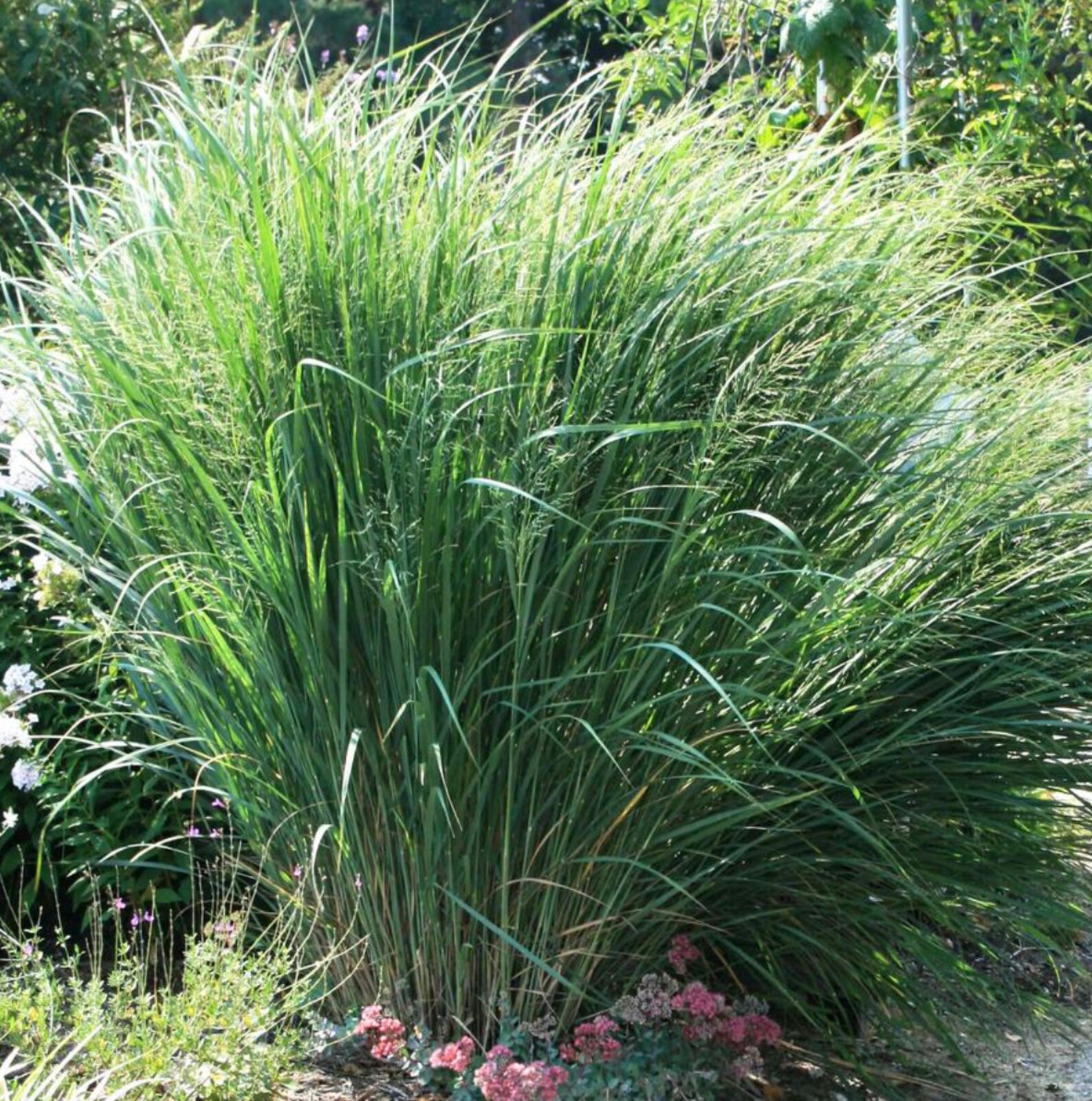 Panicum Northwind- Native Switch Grass (2 Starter Plants) - Etsy