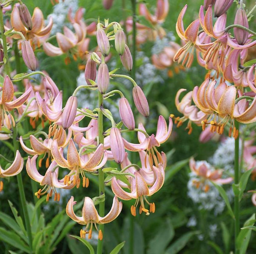 Martagon Lily Bulbs – Pink, Peach, Orange-pink Fairy Morning Varieties ...