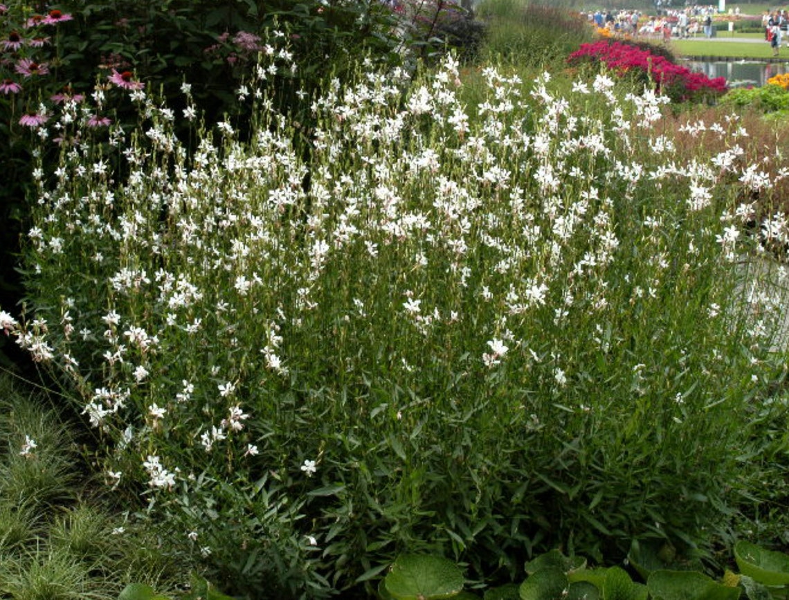 Gaura "whirling Butterflies" or 'rosey Jane"'- Native Perennial (3 ...