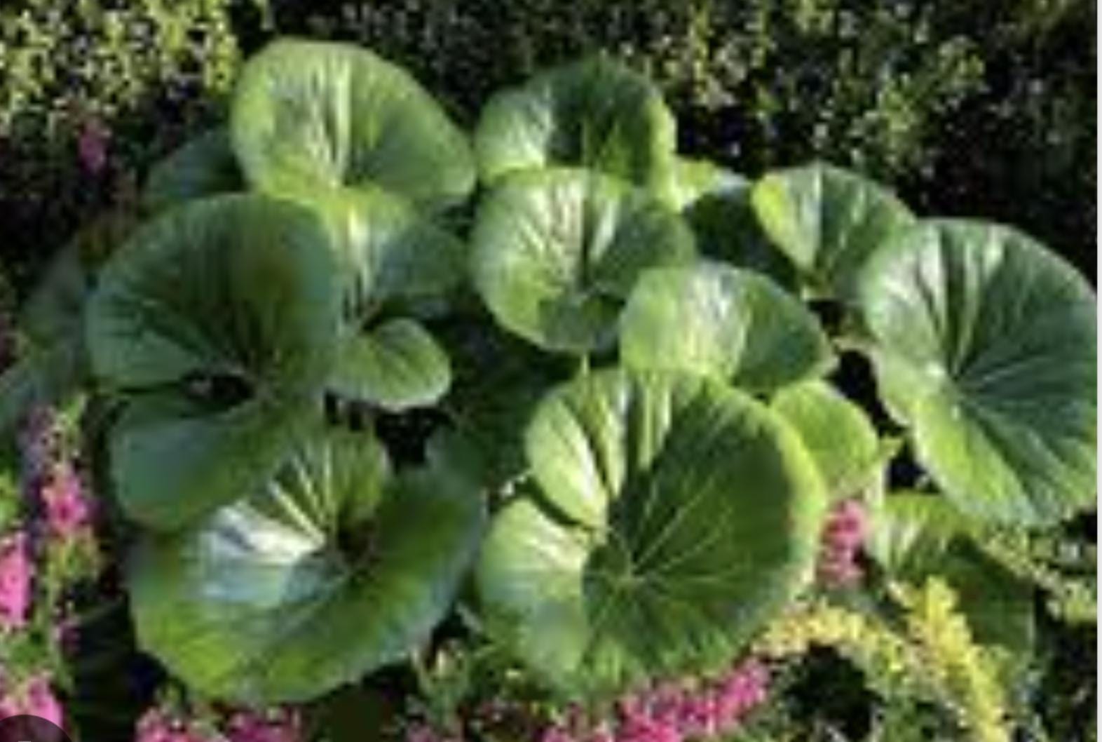 Farfugium Japonicum Giganteum Leopard Plant (3 Plants) - Etsy