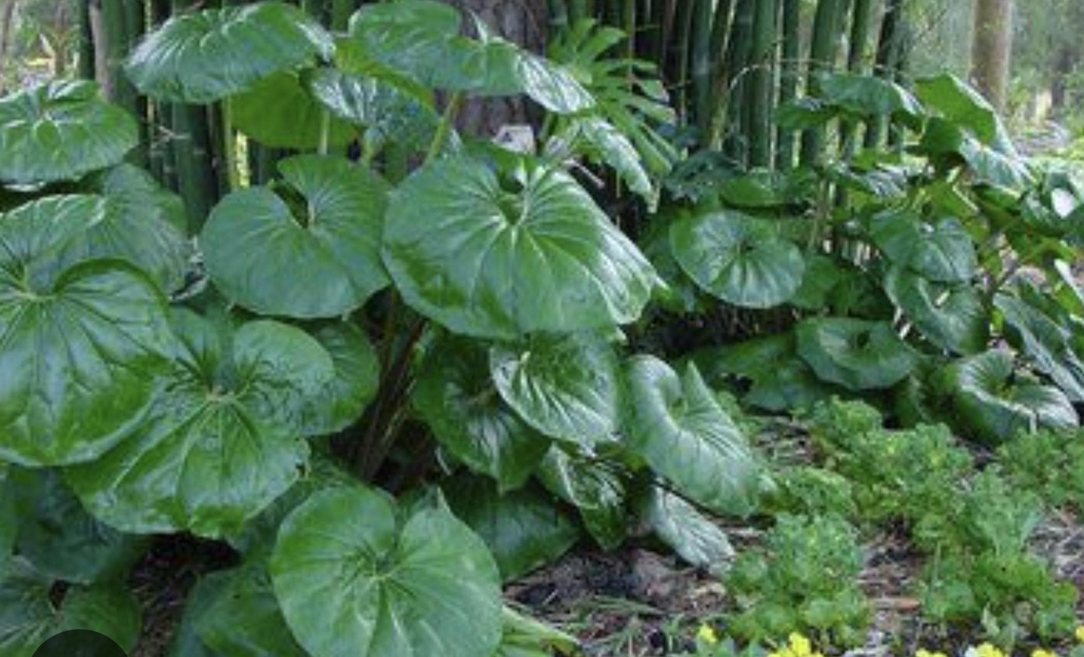 Farfugium Japonicum Giganteum Leopard Plant (3 Plants) - Etsy