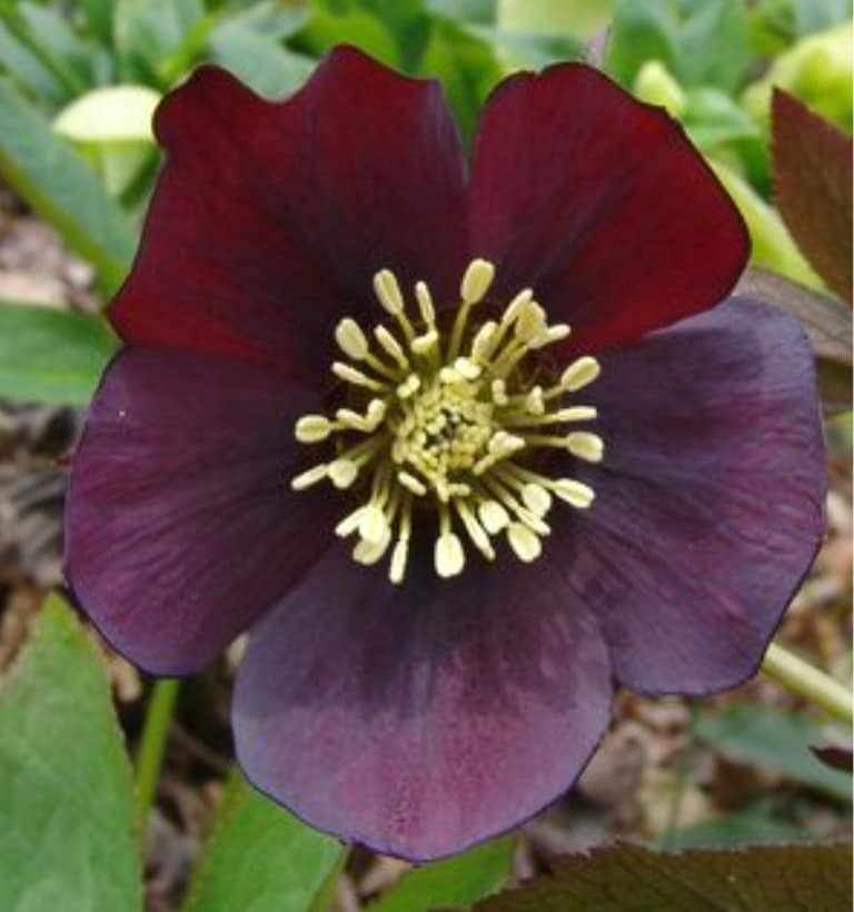 Helleborus Brandywine’ Lenten Rose (4 Plants) - Etsy