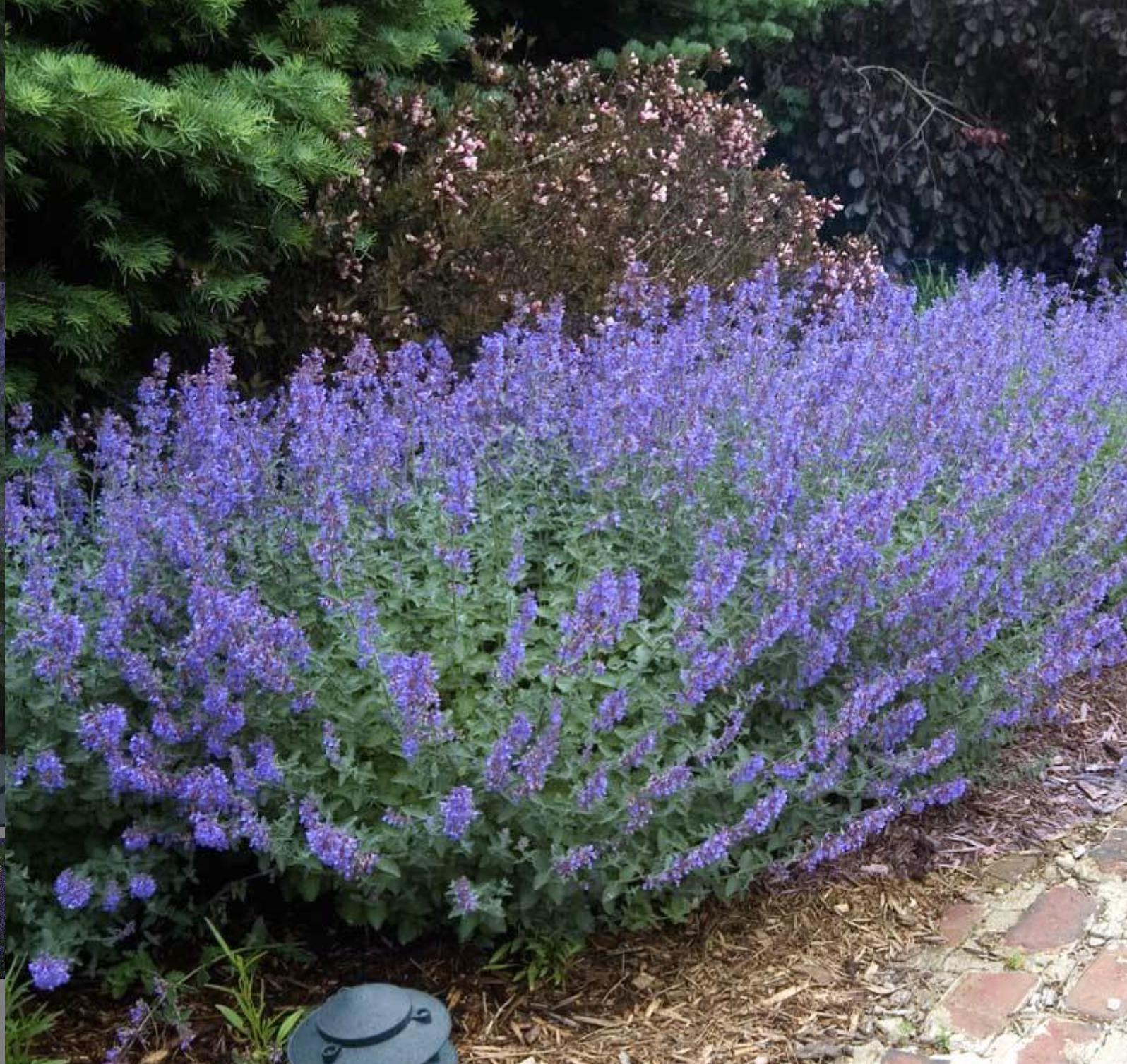 Nepata "walkers Low (catmint) (3 Plants) - Etsy