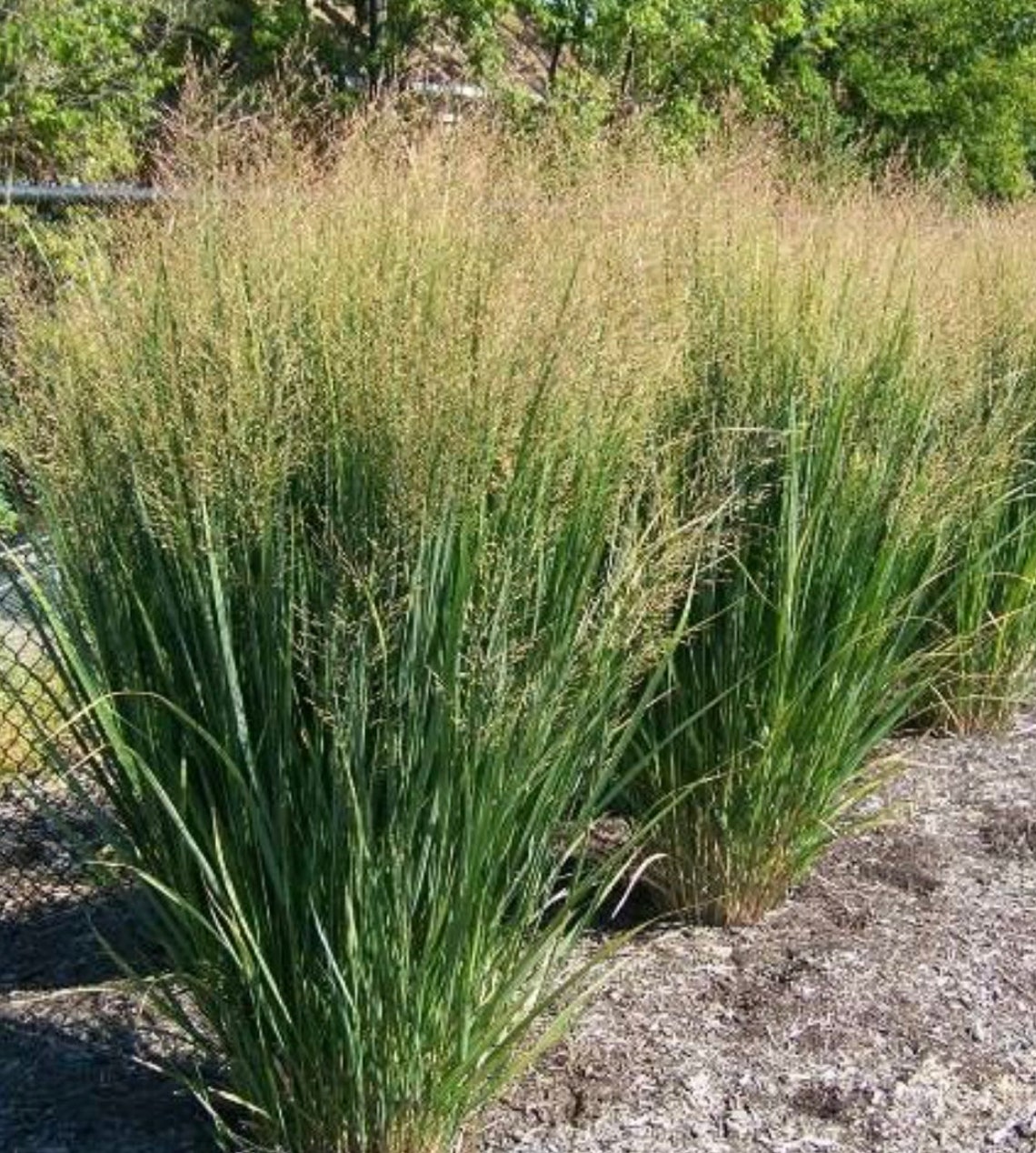 Panicum Northwind- Native Switch Grass (2 Starter Plants) - Etsy
