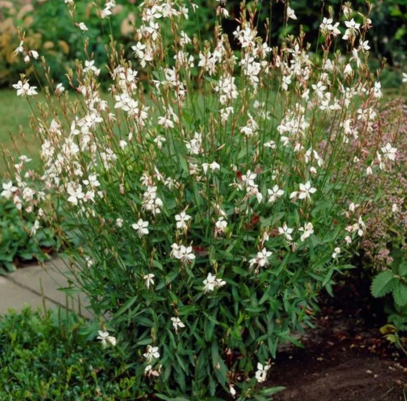 Gaura "whirling Butterflies" or 'rosey Jane" or Crimson Butterfly ...