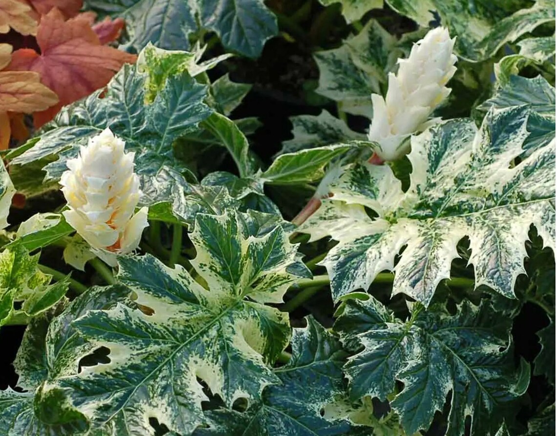 Acanthus Whitewater Variegated- (2 Plants) - Etsy