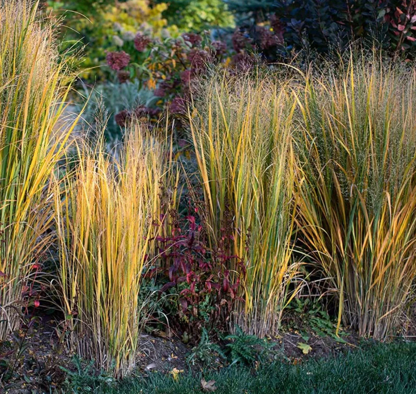 Panicum Northwind- Native Switch Grass (2 Starter Plants) - Etsy