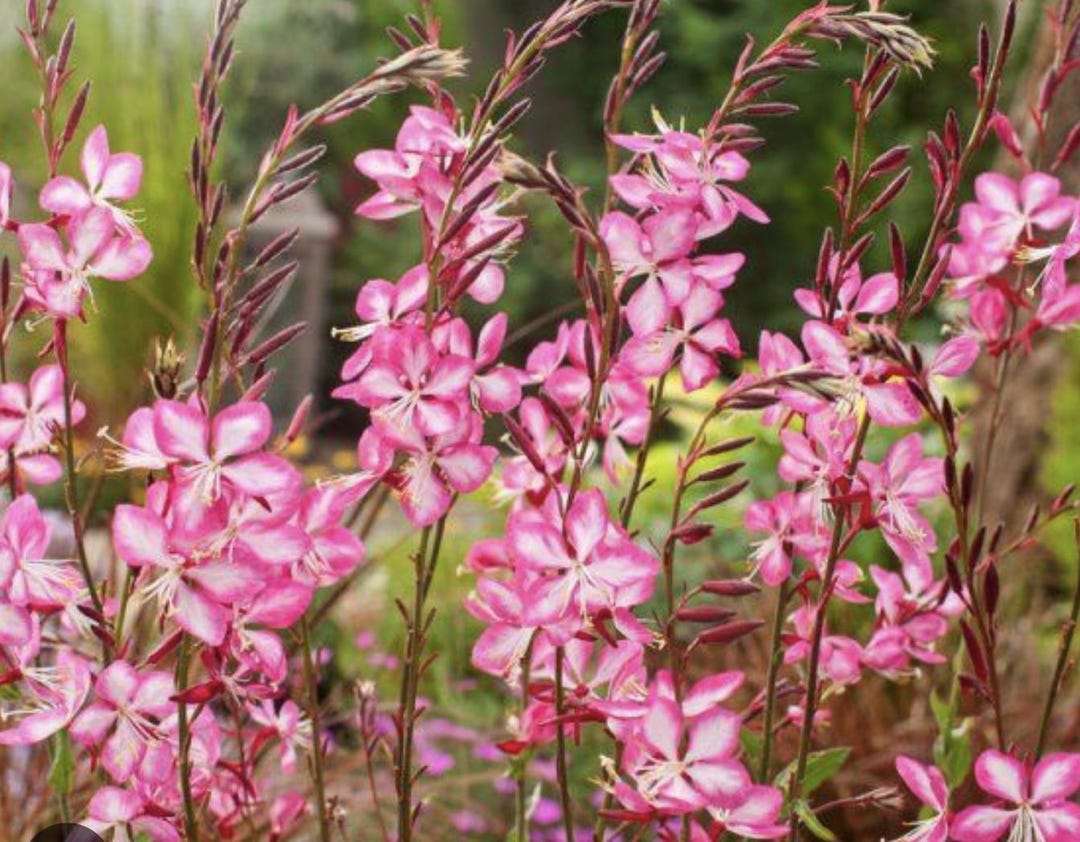 Gaura "whirling Butterflies" or 'rosey Jane"'- Native Perennial (3 ...