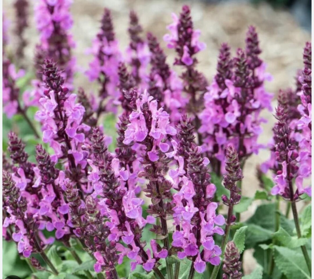 Salvia Lyrical Rose (4 Plants) - Etsy