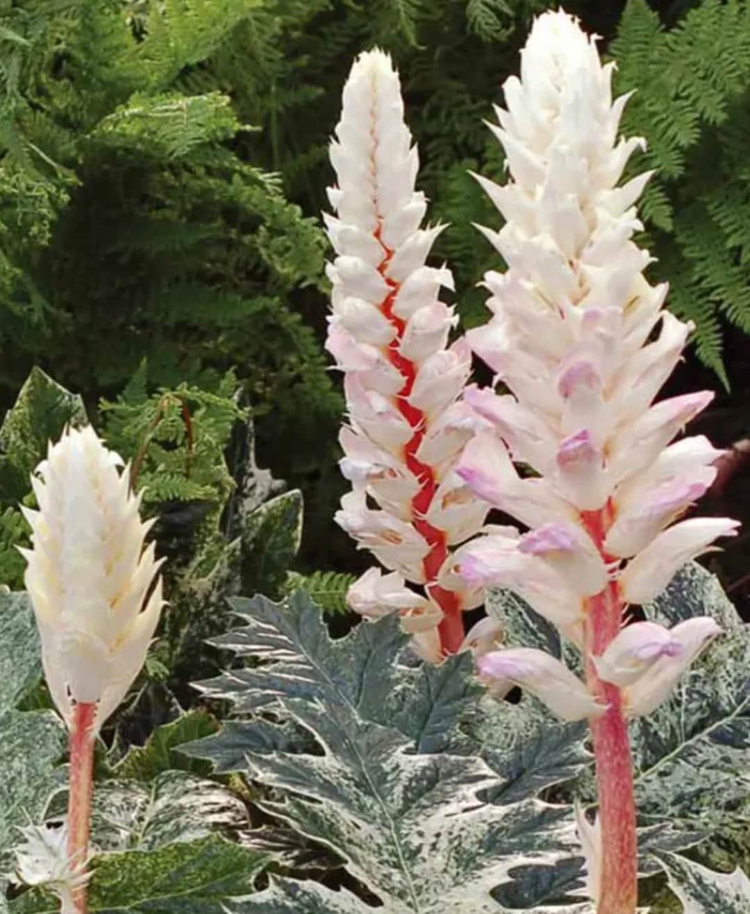 Acanthus Whitewater Variegated- (2 Plants) - Etsy