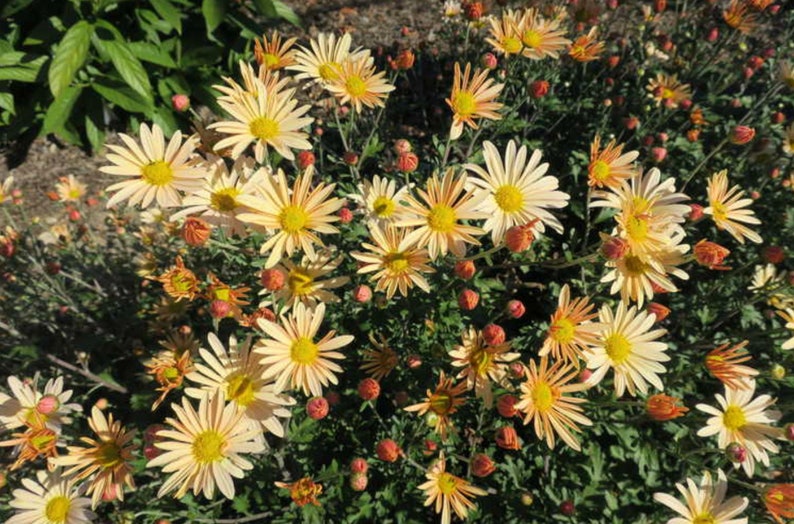 Hardy Chrysanthemum- Brandwine or Campfire Glow (2 Plants) - Etsy