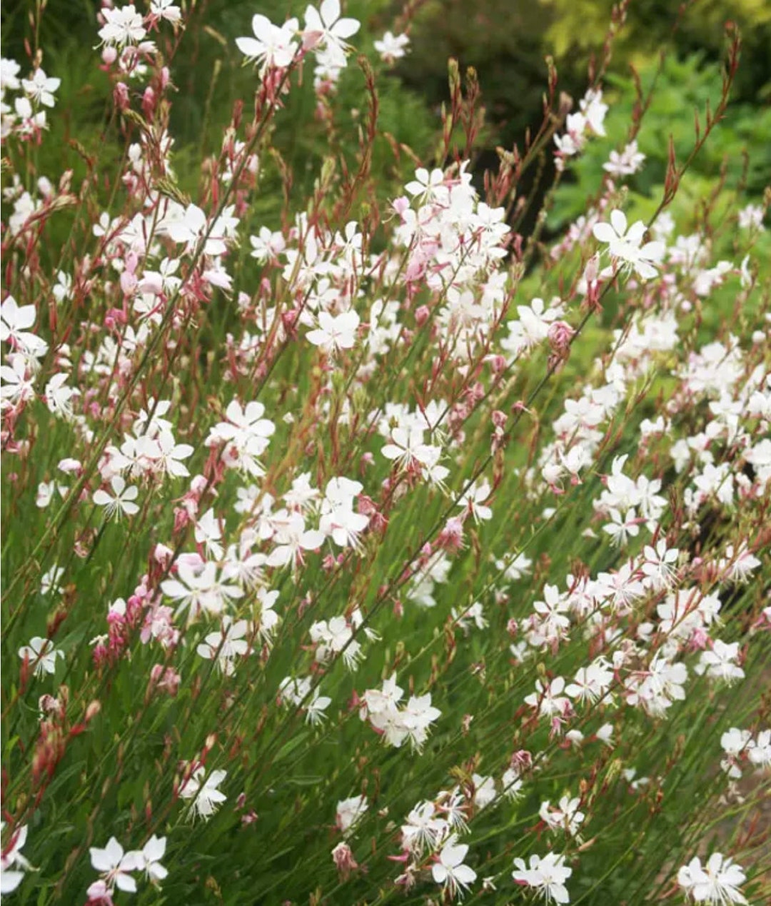 Gaura "whirling Butterflies" or 'rosey Jane"'- Native Perennial (3 ...