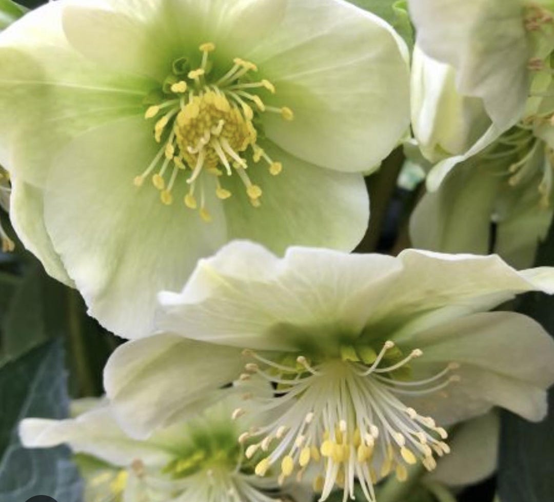 Helleborus Winter Magic Snow Love (2 Plants) - Etsy