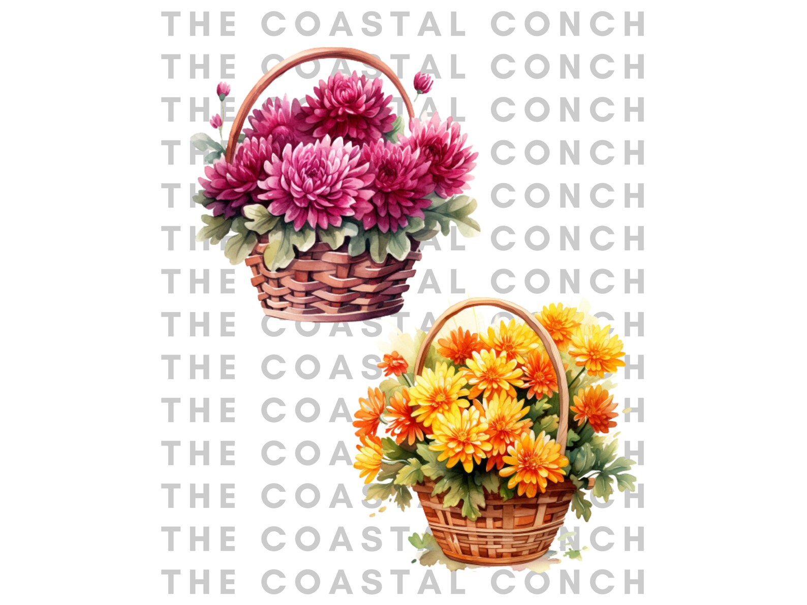 Chrysanthemum Flower Watercolor Mums Clipart- 20 Transparent Background ...