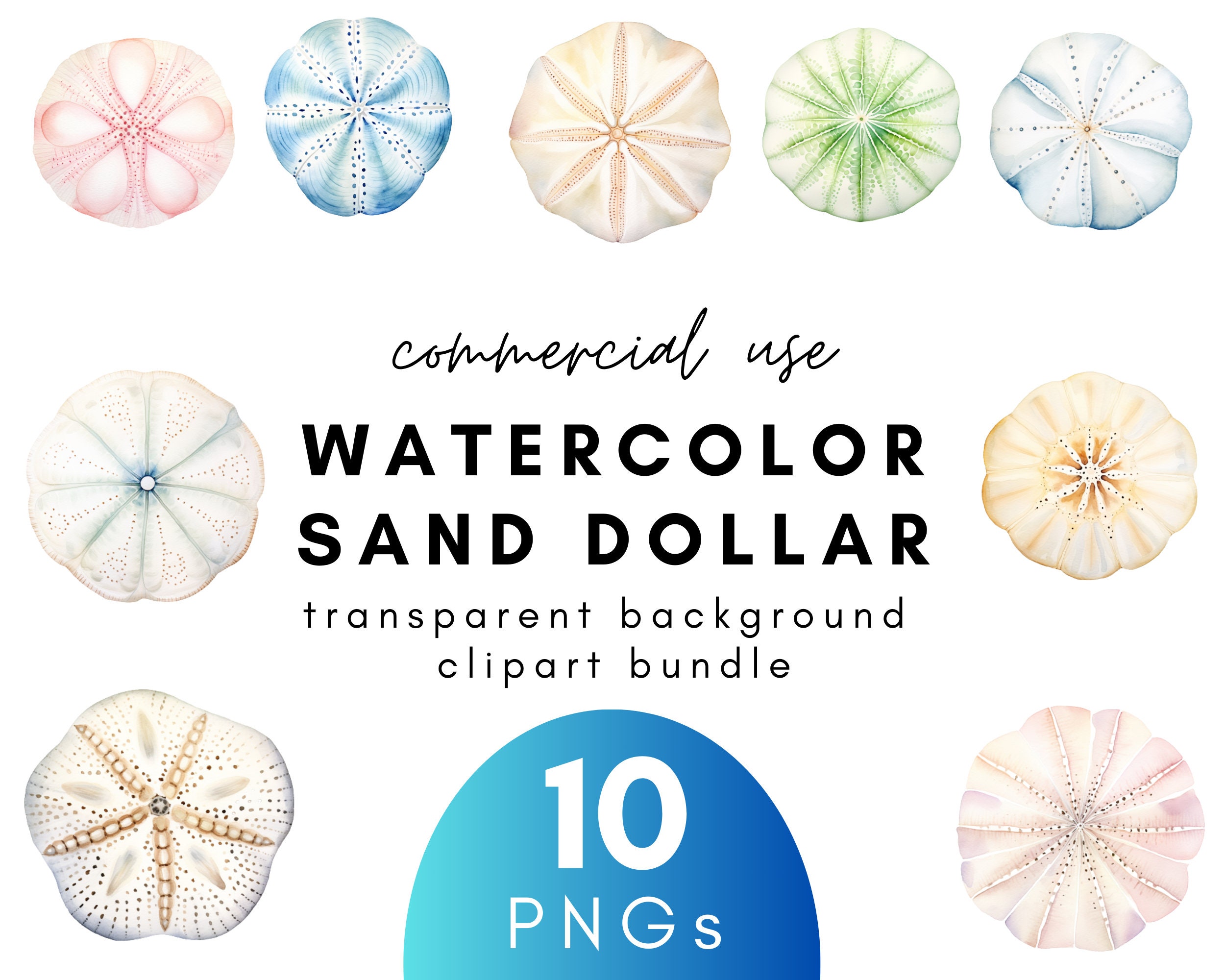 Coastal Watercolor Sand Dollar Clipart- 10 Transparent Background PNG ...