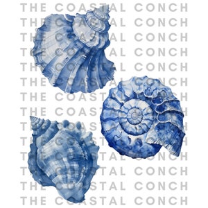 Nautical Watercolor Shell Clipart- 20 Transparent Background PNG ...