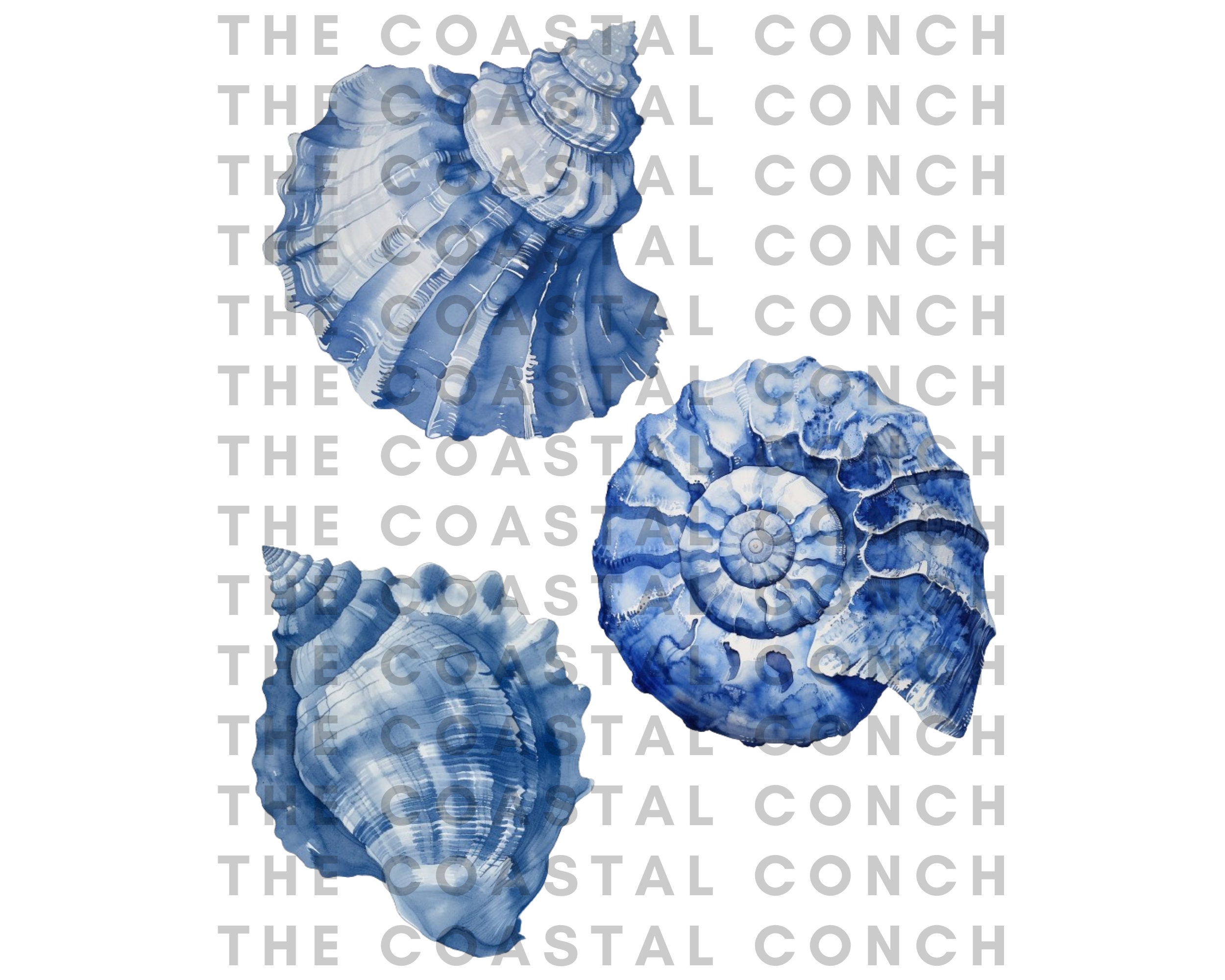 Nautical Watercolor Shell Clipart- 20 Transparent Background PNG ...