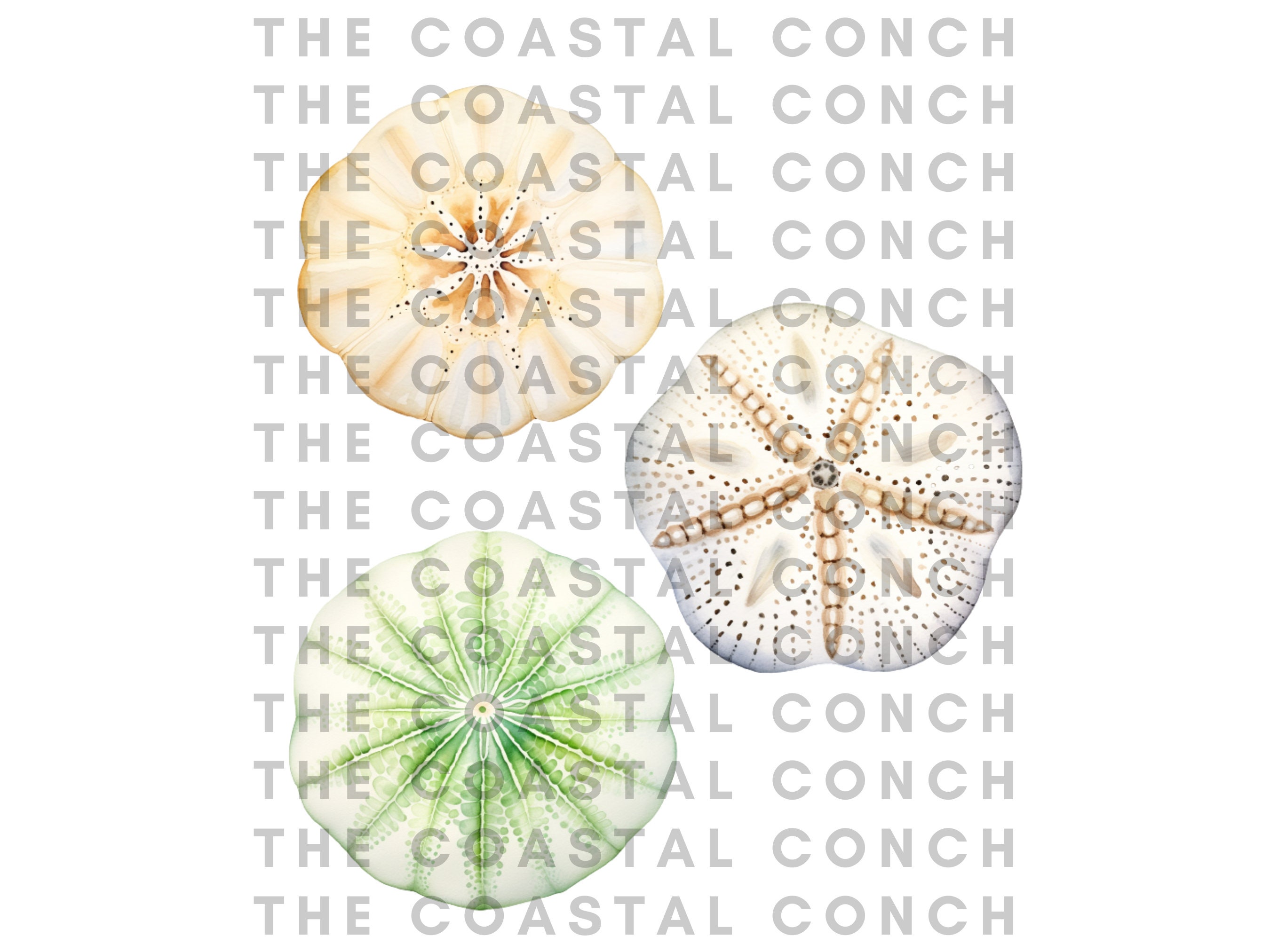 Coastal Watercolor Sand Dollar Clipart- 10 Transparent Background PNG ...