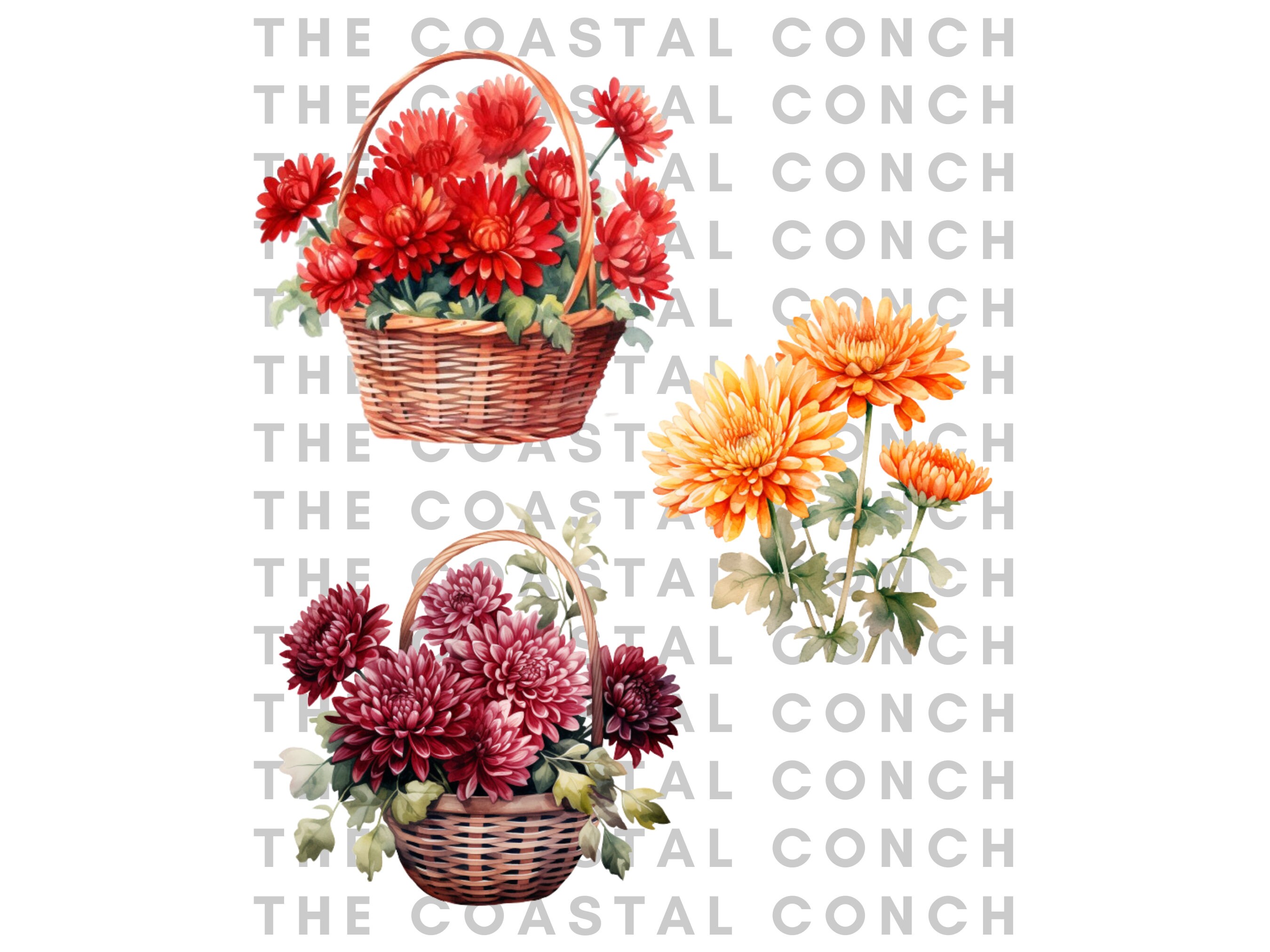 Chrysanthemum Flower Watercolor Mums Clipart- 20 Transparent Background ...