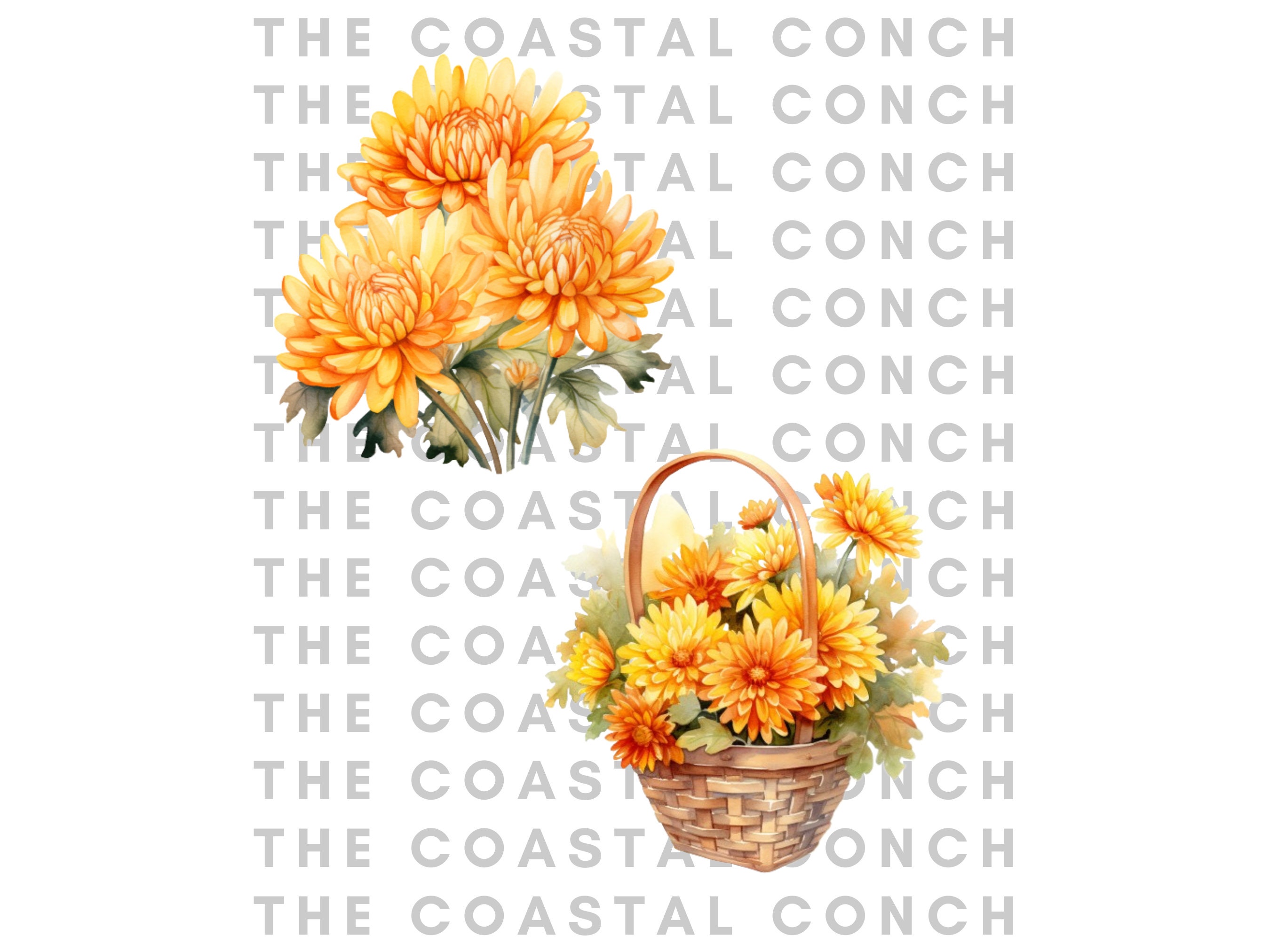 Chrysanthemum Flower Watercolor Mums Clipart- 20 Transparent Background ...