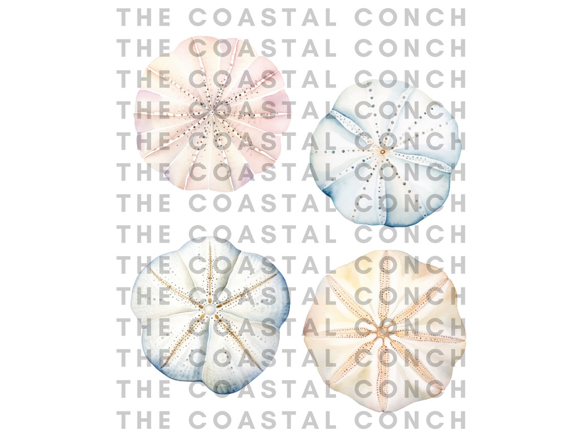 Coastal Watercolor Sand Dollar Clipart- 10 Transparent Background PNG ...