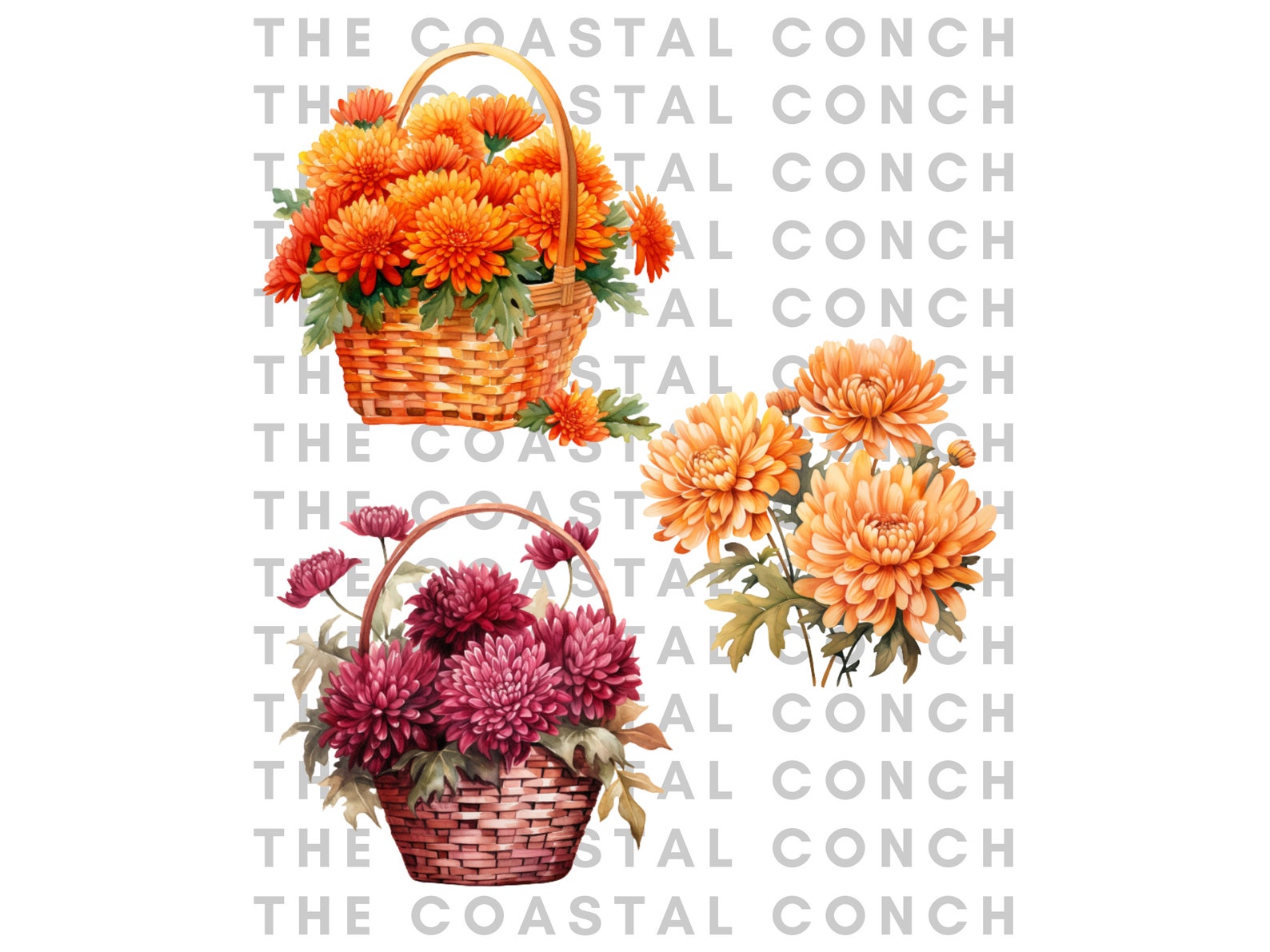 Chrysanthemum Flower Watercolor Mums Clipart- 20 Transparent Background ...