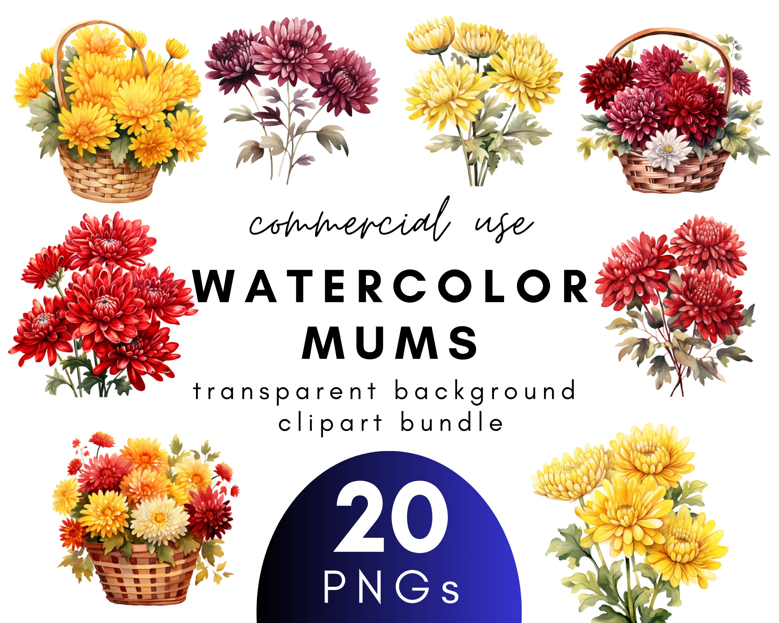Chrysanthemum Flower Watercolor Mums Clipart- 20 Transparent Background ...
