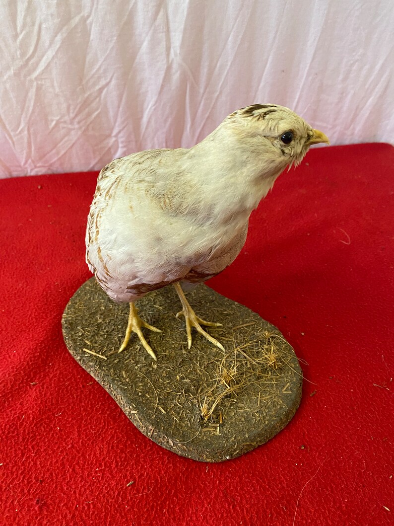 English Grey Partridge Taxidermy Game Bird (perdix Perdix) - Etsy