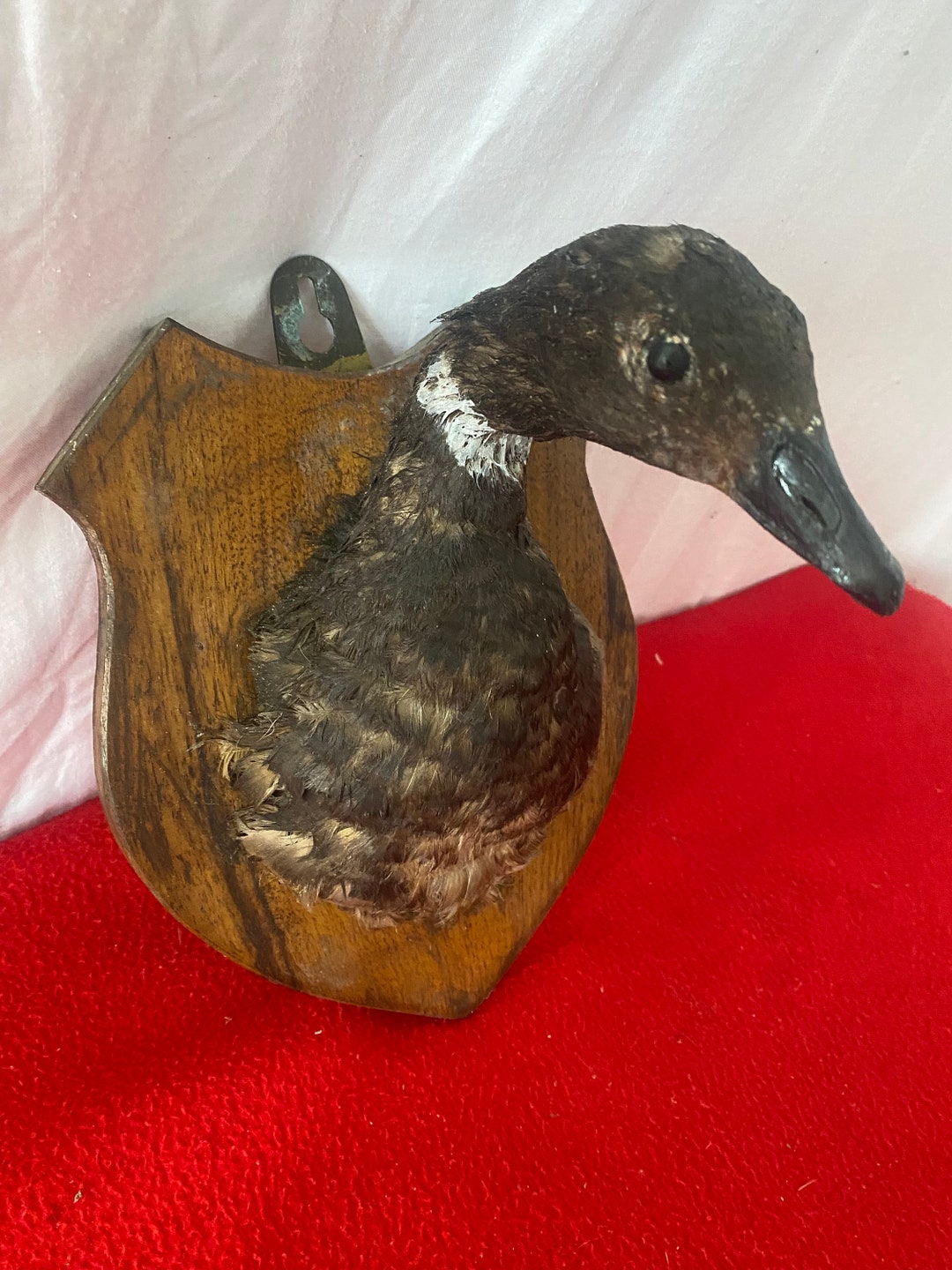 Vintage Old Taxidermy Brent Goose Wall Hanging on Shield - Etsy