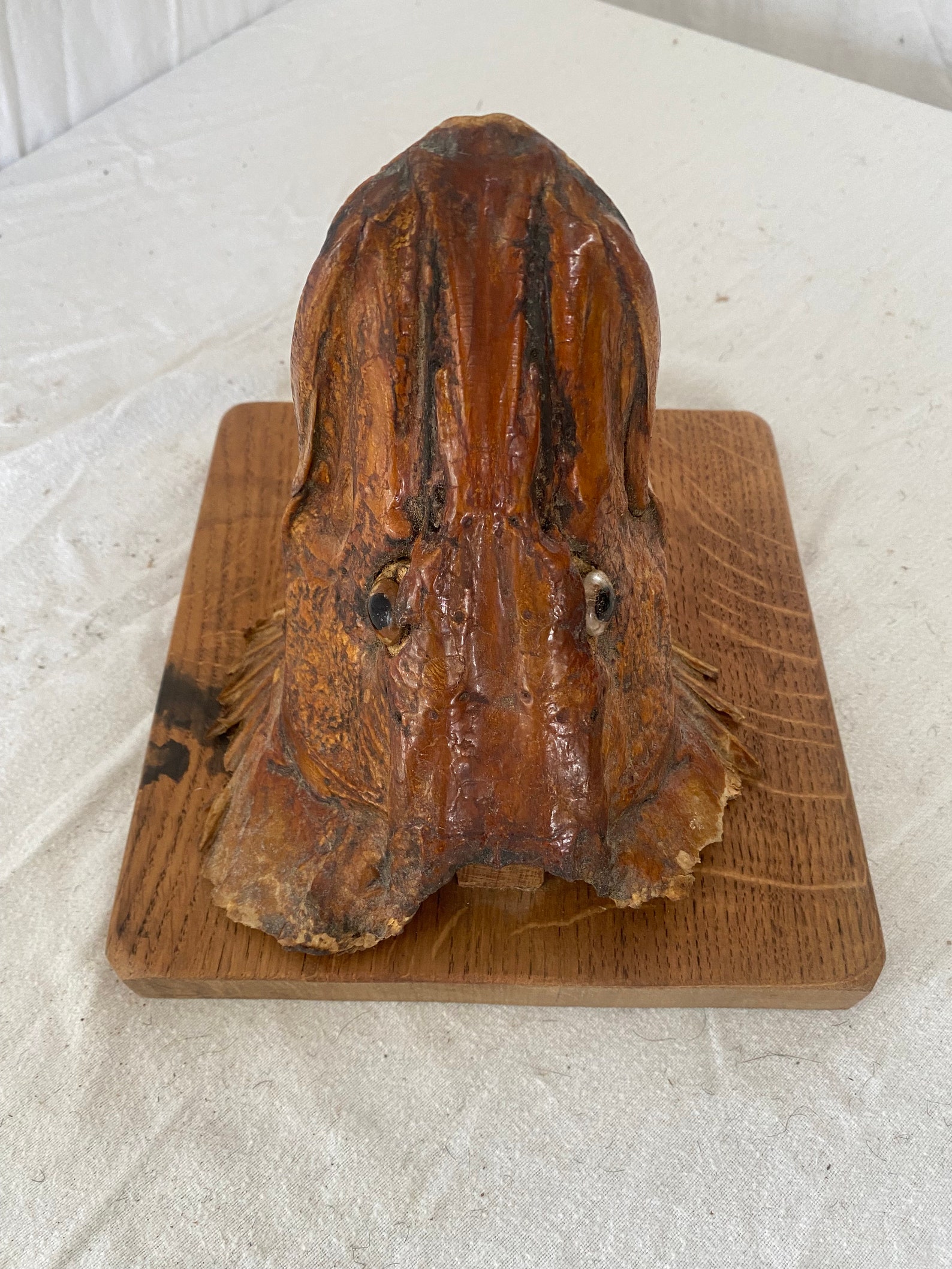 Taxidermy Pike Fish Head Wall Hanging Mount - Etsy